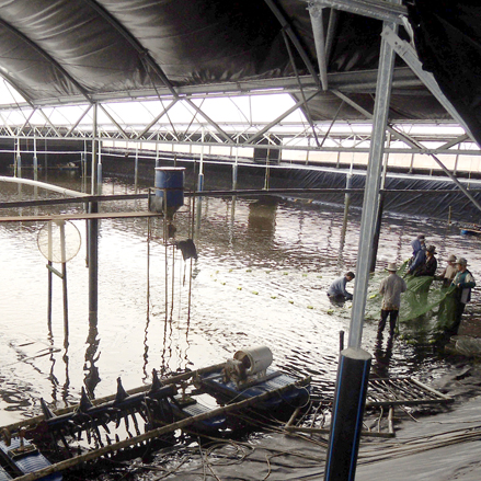 Sludge Water Removal Application in Vietnamese Shrimp Farm
